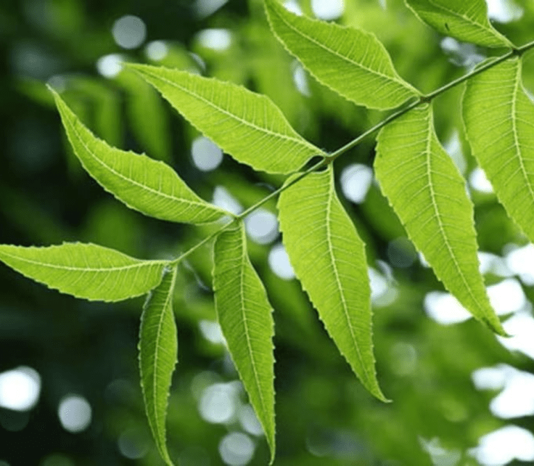 Neem based Biopesticides Manufacturer | Ozone Biotech