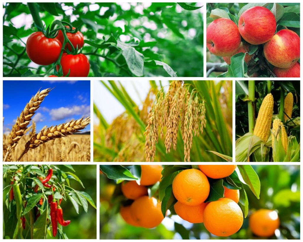 Best organic Neem urea coating for healthy plants