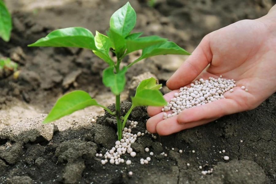 Best organic Neem urea coating for healthy plants