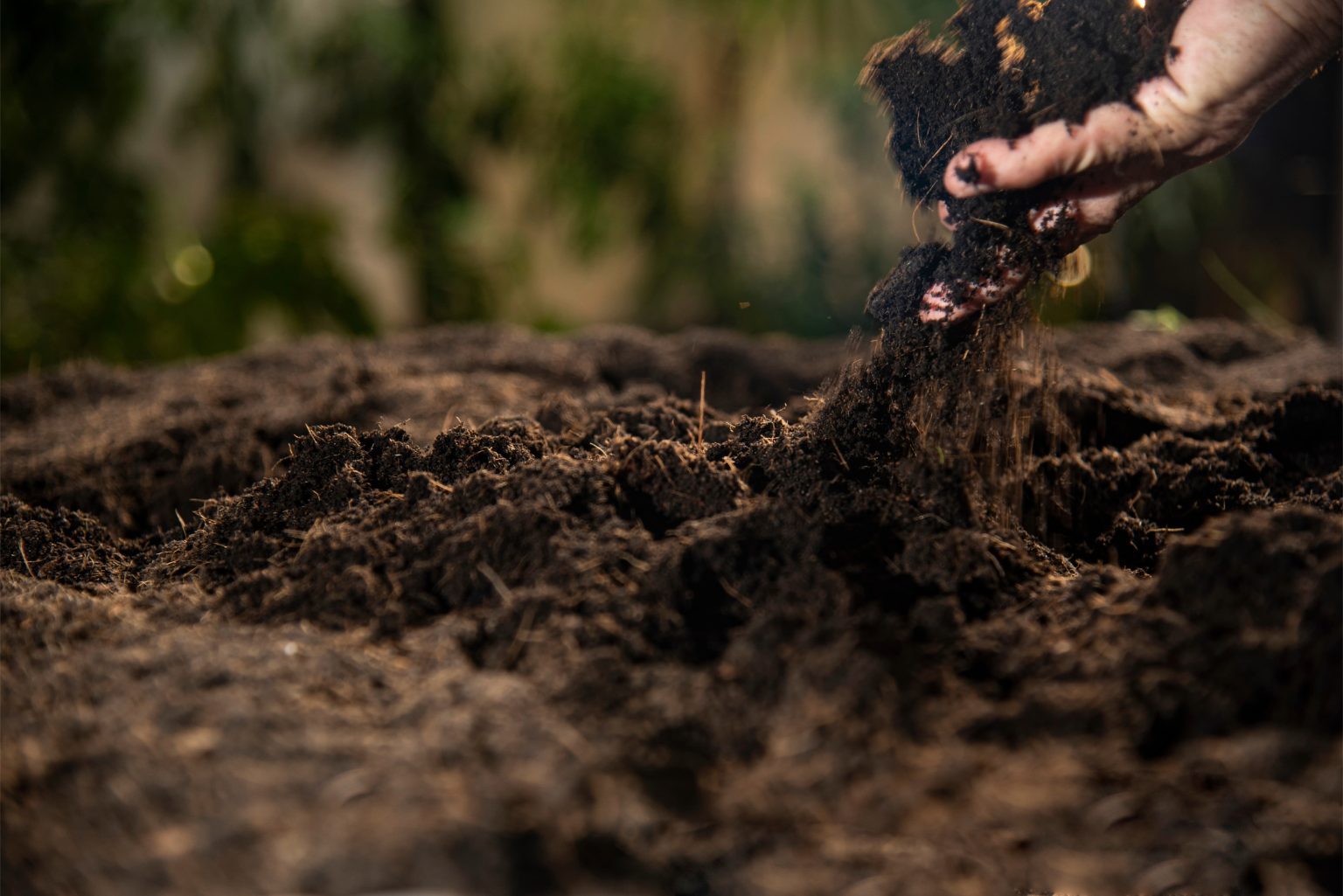 Harnessing the Power of Neem Kernel Cake in Agriculture