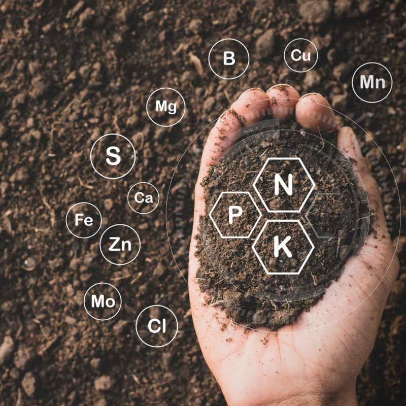 Neem-Based Solutions for Organic Agriculture: Ozone Biotech