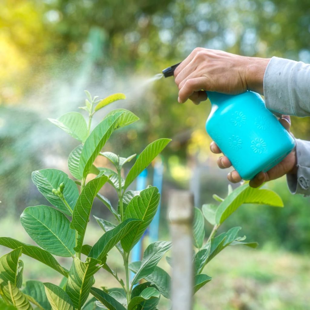 Neem-Based Solutions for Organic Agriculture: Ozone Biotech