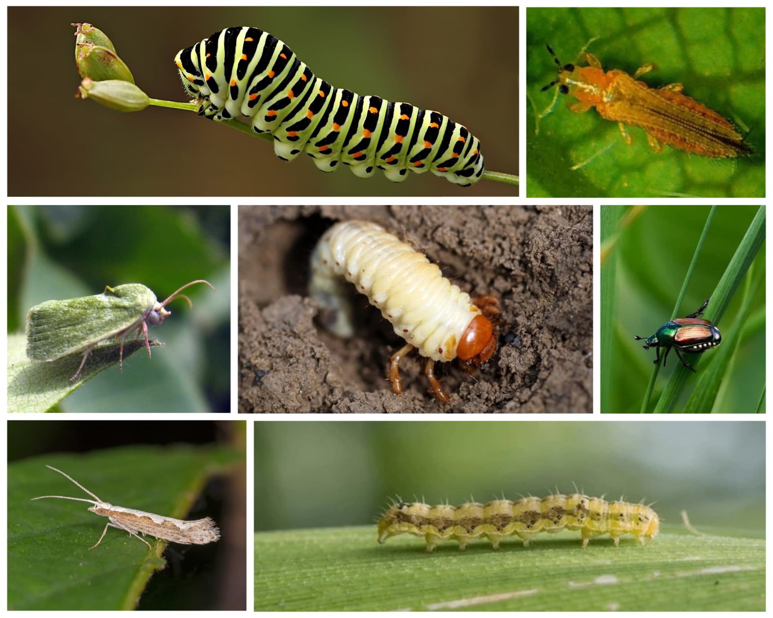 Premium Neem Based Biopesticide for Termites: Ozone biotech