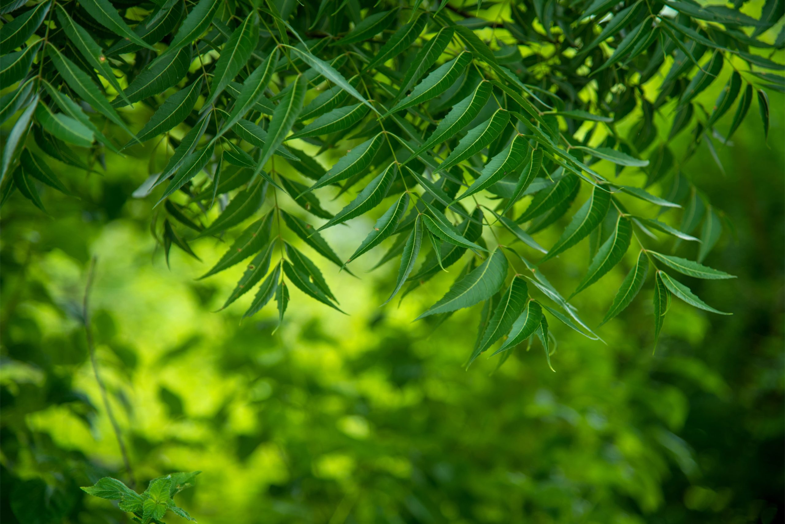 10 Reasons Why Neem is the Best Option for Organic Farming