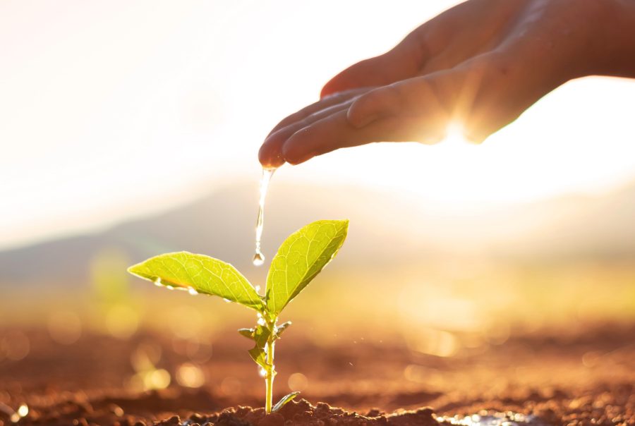 Neem based Biopesticides Manufacturer | Ozone Biotech