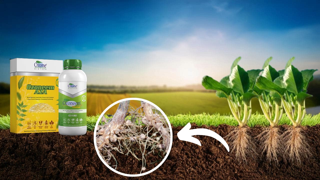 Organic Control for Root-knot Nematodes in Vegetable Garden