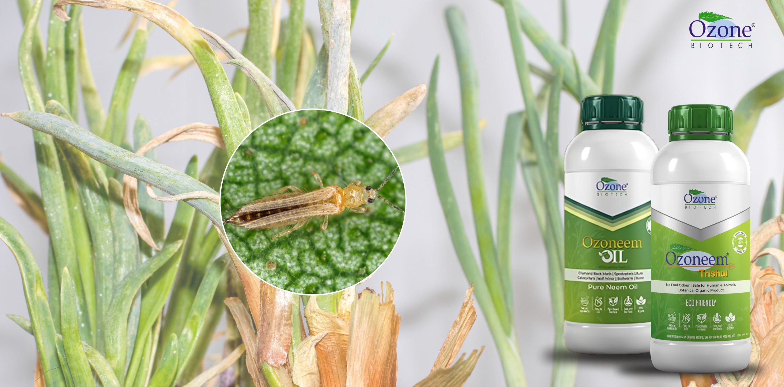 Control Thrips in Onions & Garlic with Neem Bio-Pesticides